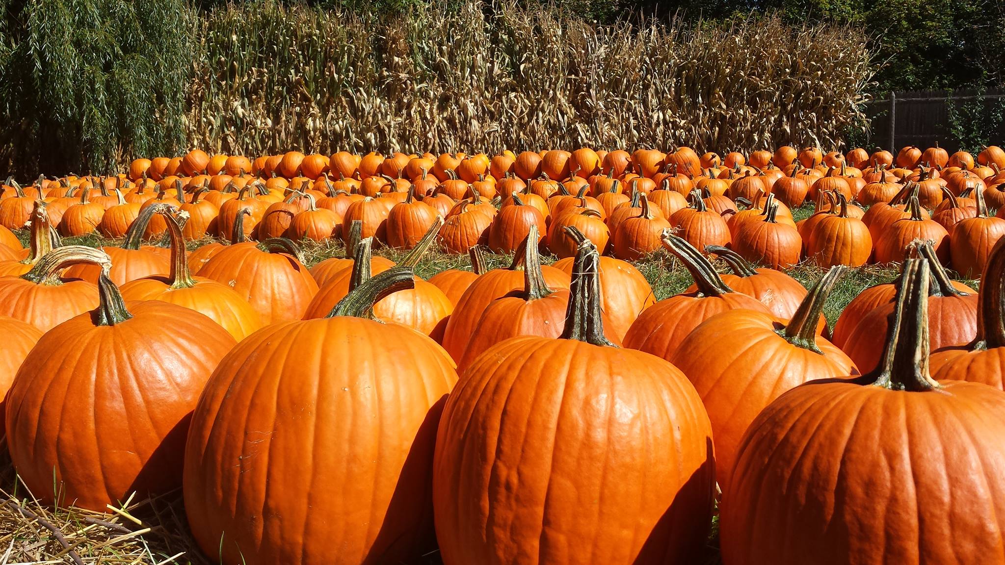 Road Trip! Best Pumpkin Patches in Illinois 🎃 – CHICAGO FOOD AUTHORITY